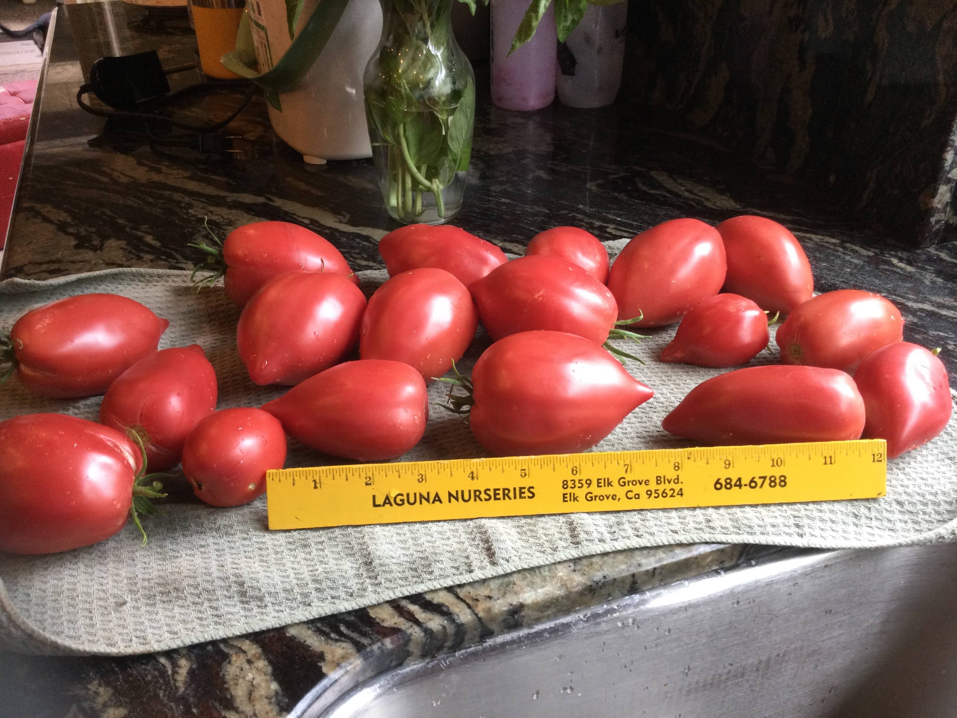 2025 Tomato Review Show...And More! - by Fred Hoffman