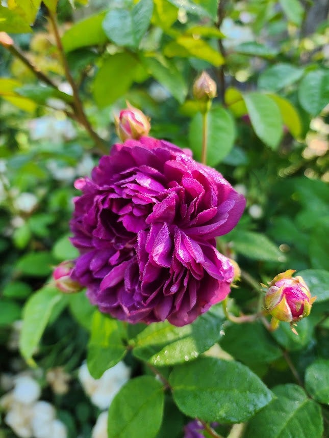 The Unusual Sport of Rose Hunting - by Nancy Riendeau