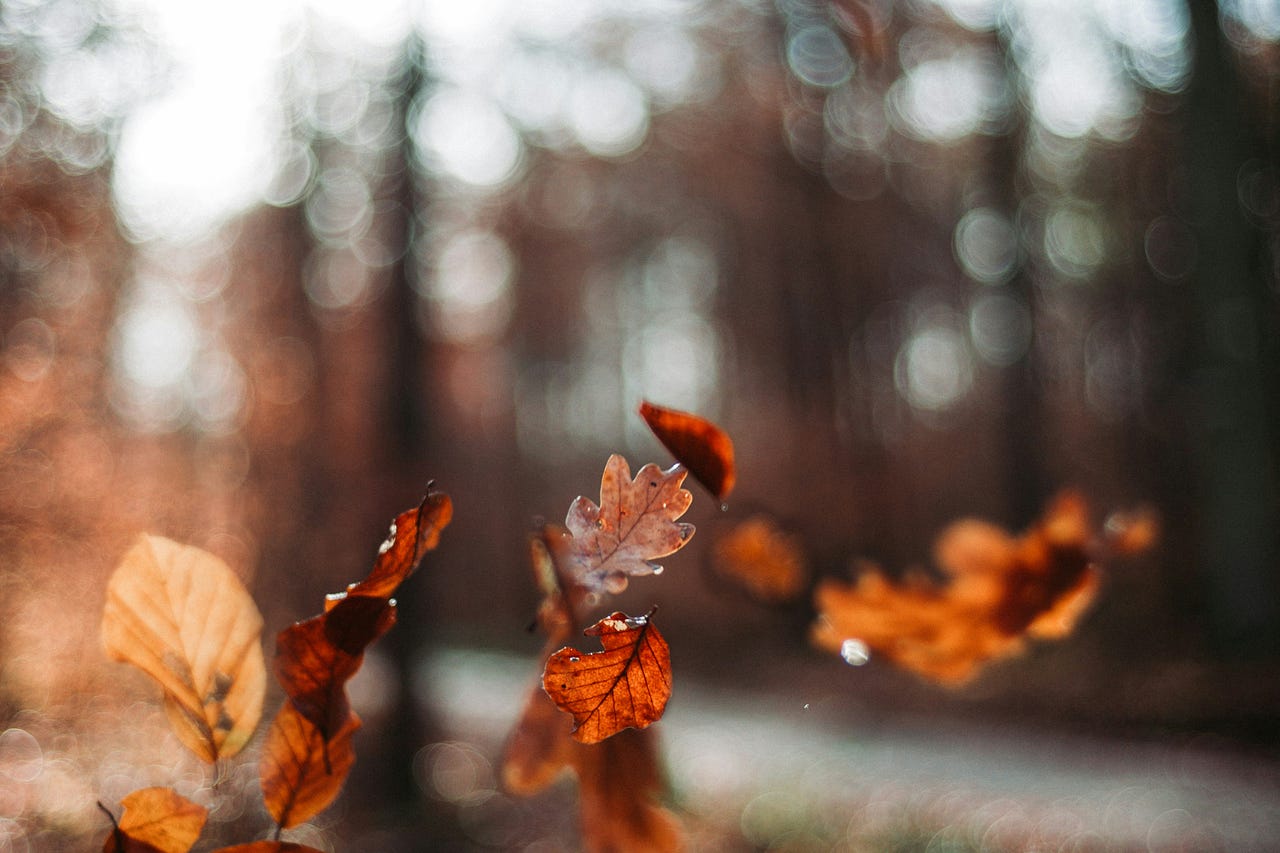 Hey Hair Newsletter | Helen Maier | Substack