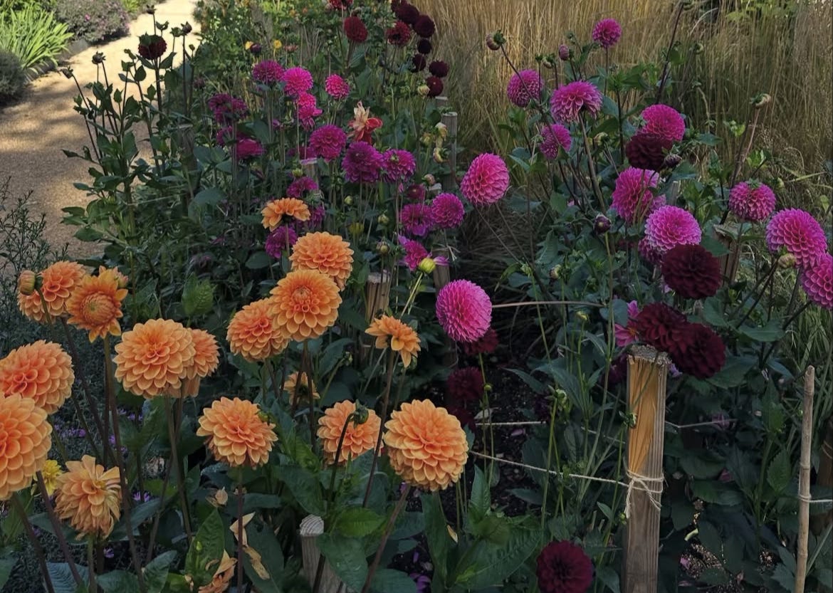 The Seedling | Willow Crossley | Substack