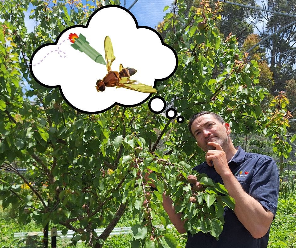 Queensland Fruit Fly Resources - by Duncan Cocking
