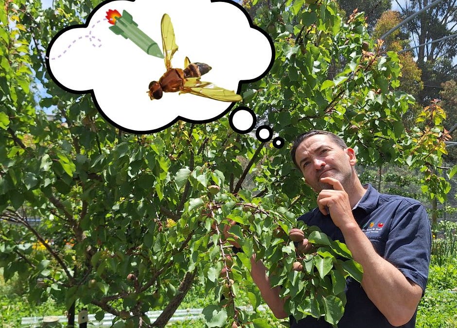 Queensland Fruit Fly Resources - by Duncan Cocking