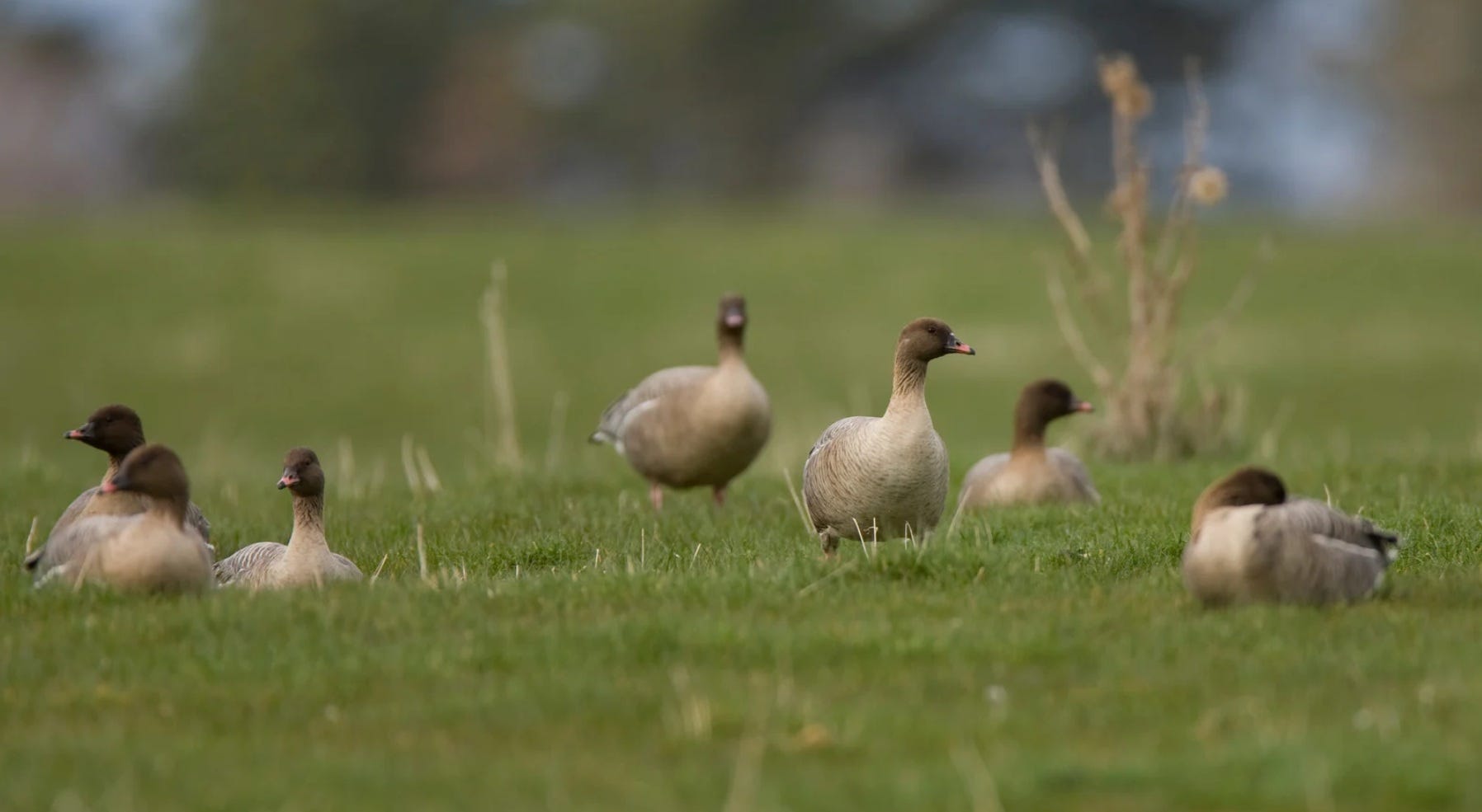 Dead ducks and geese: Lindisfarne, NE, and BASC