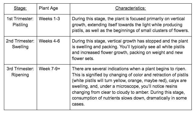 Growth Cycle Stages - ETHOS Genetics - Digital Magazine