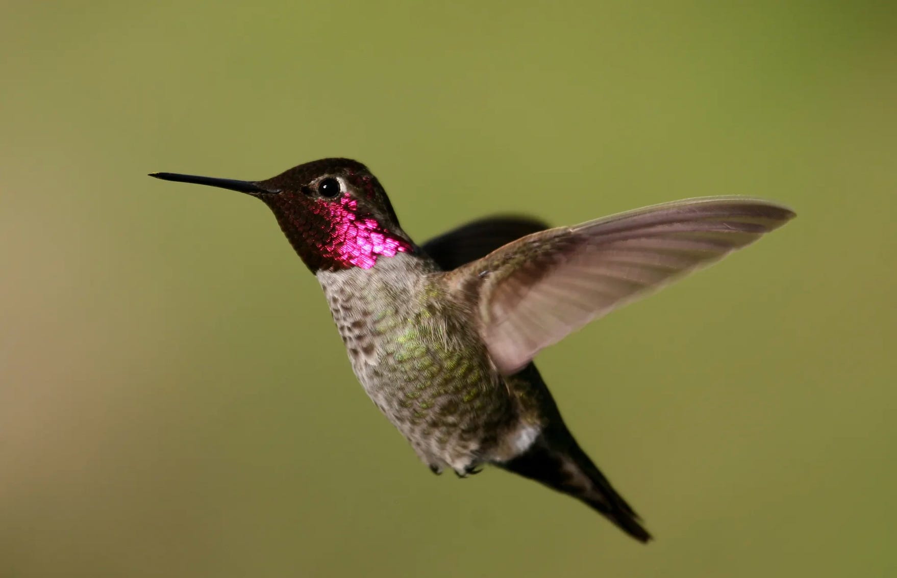 How do hummingbirds survive cold nights? - by GrrlScientist