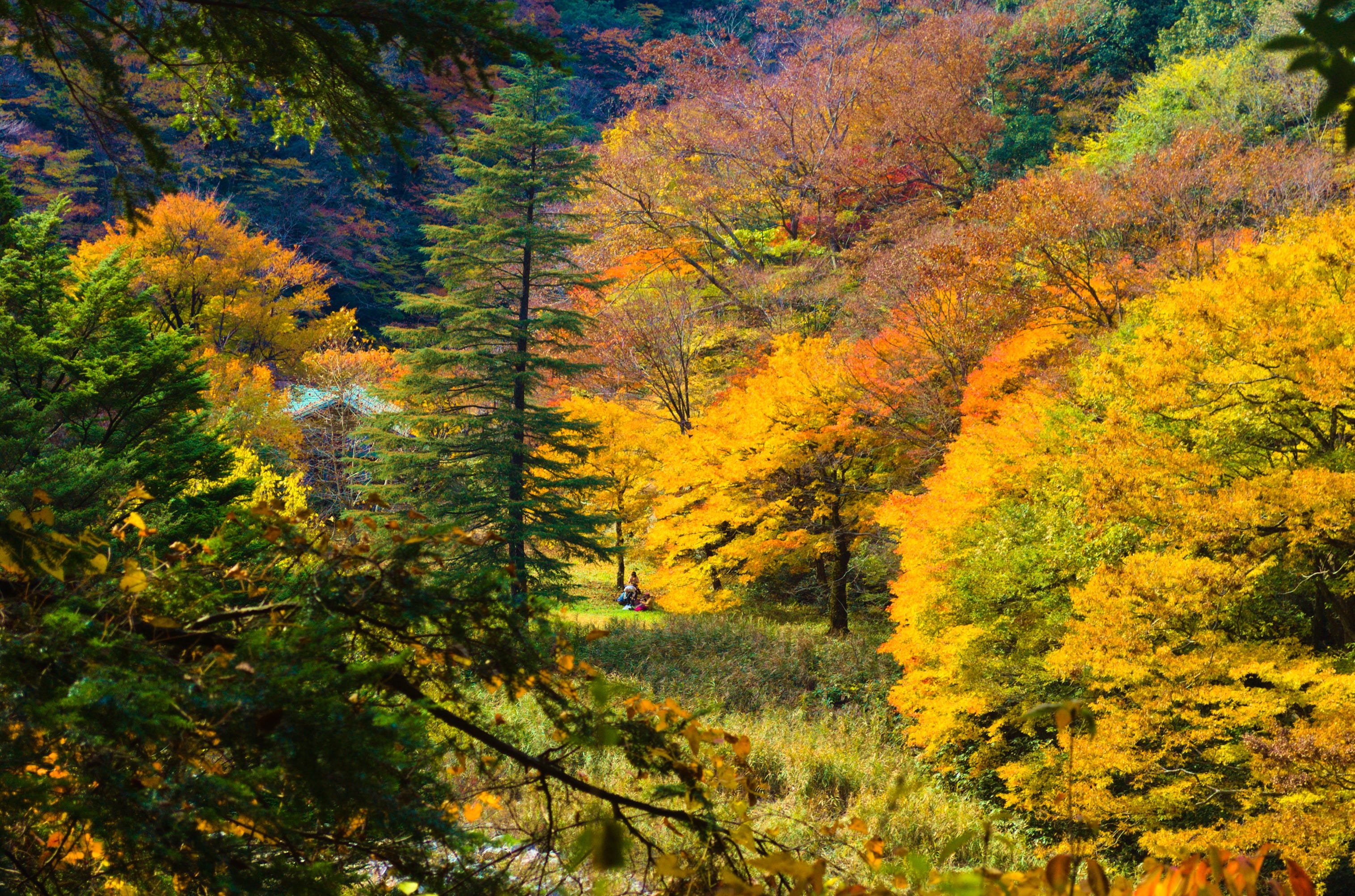 Japan's Secret Autumn Spots: 3 Hidden Gems Only Locals Know About