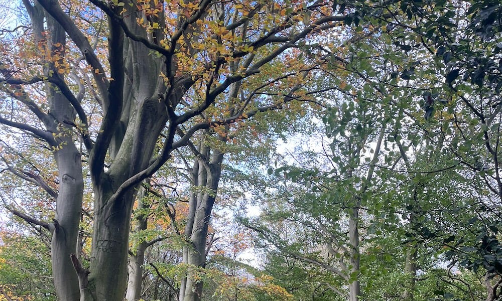 Revisiting collapse, a year later - by Rosie Spinks