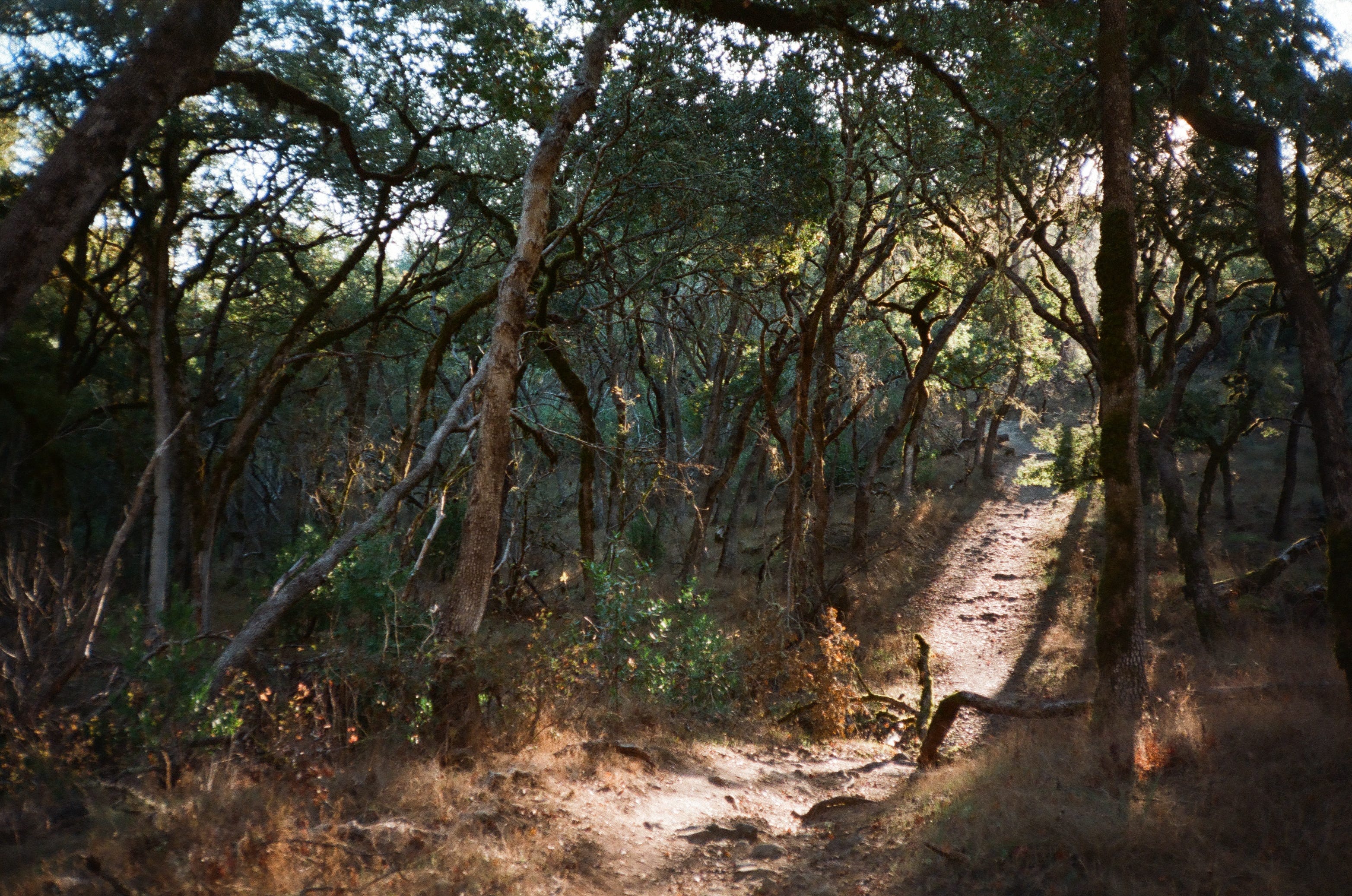 Napa Valley - Bothe-Napa Valley State Park - by Adam Perler