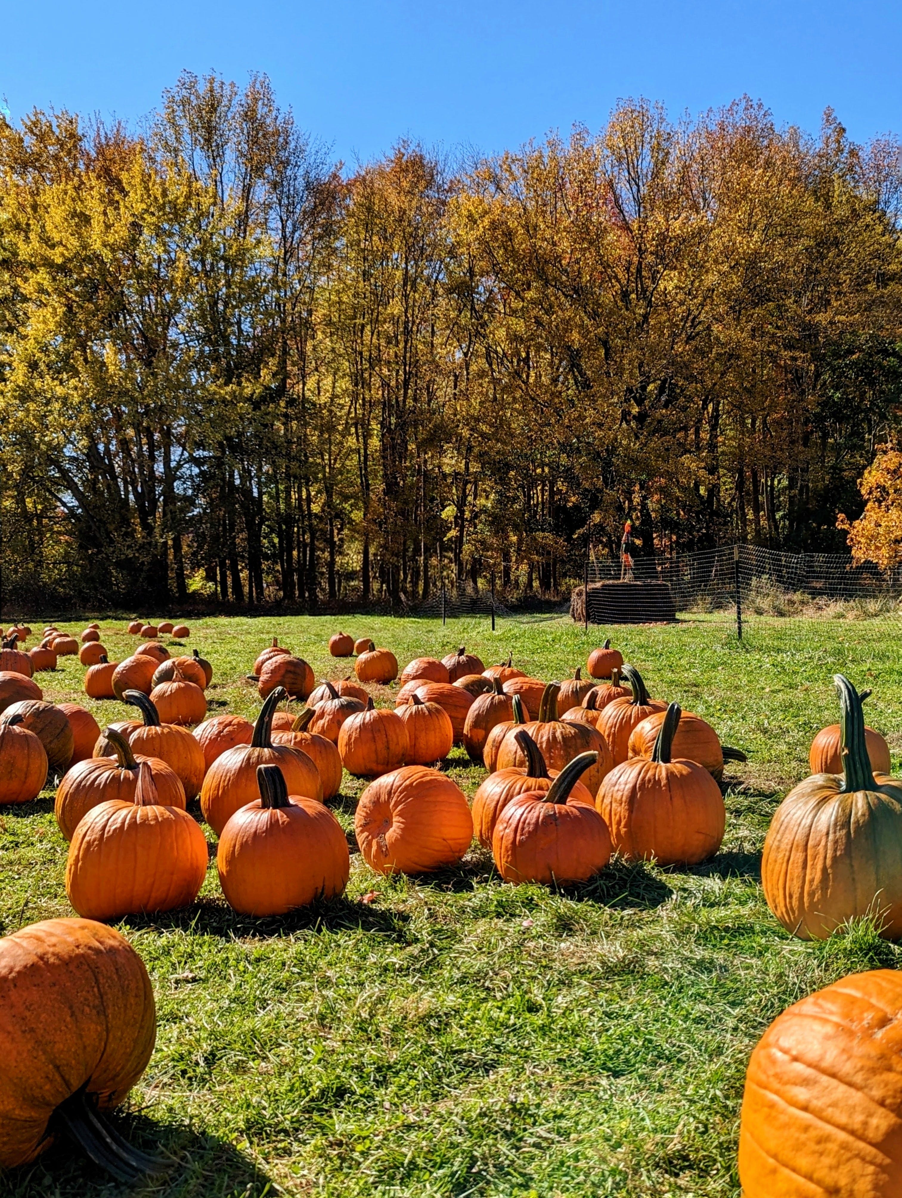 romanticizing spooky season. - by sarah