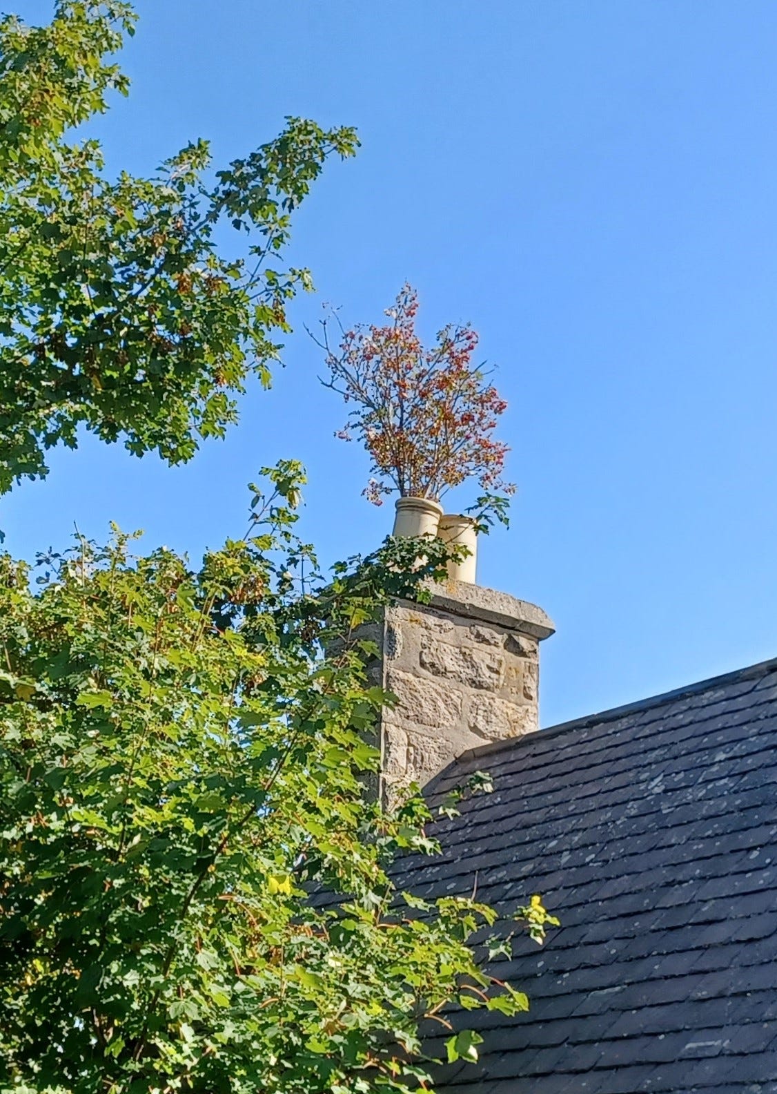 The Magic and Medicine of the Rowan Tree