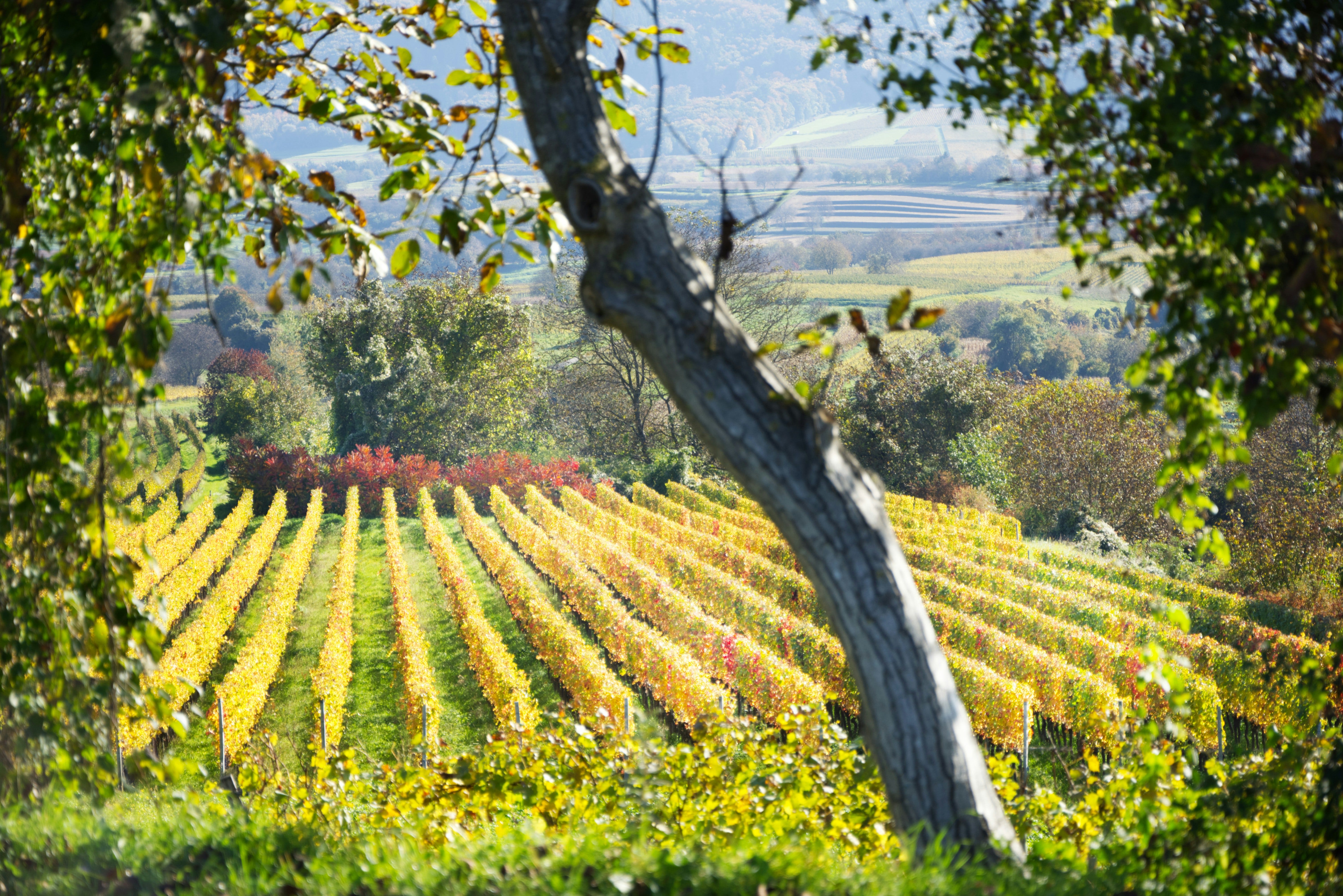 Social Impact Leadership: Stem, rind, pulp... (29-30 October 2025)