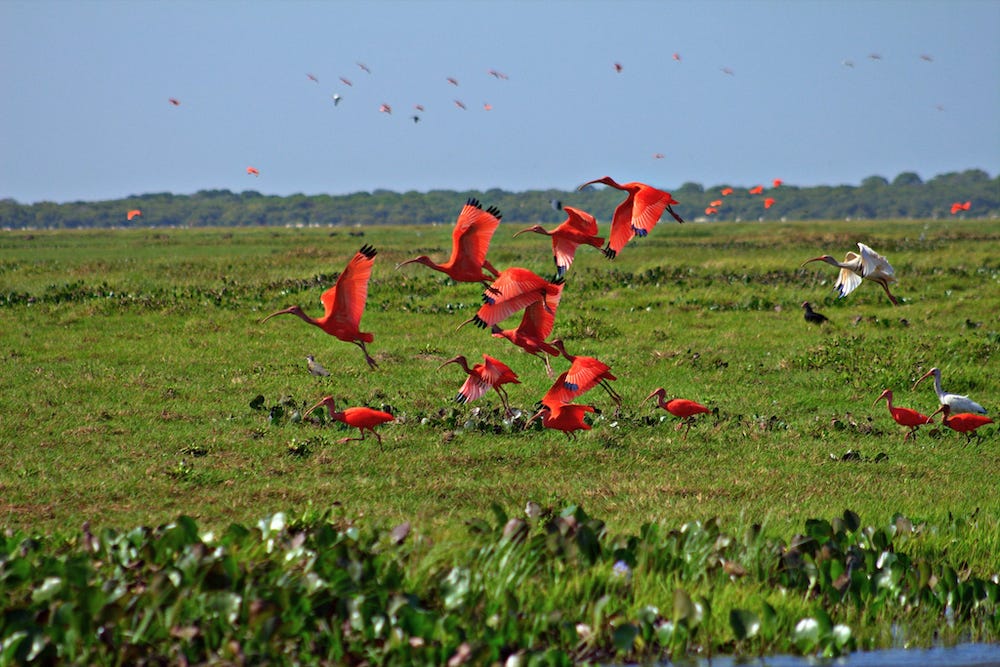 Bird of the Week: Scarlet Ibis - by Jack Mirkinson