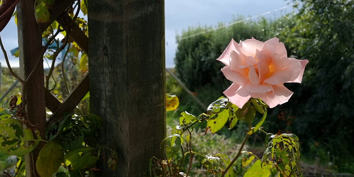 Caring For Kidneys - Danu's Irish Herb Garden Substack