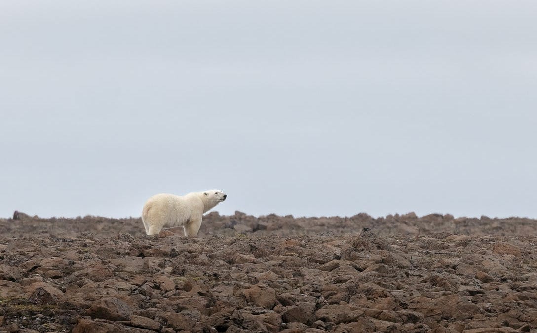 The Bizarre and Extreme Danger of Eating Polar Bear Liver