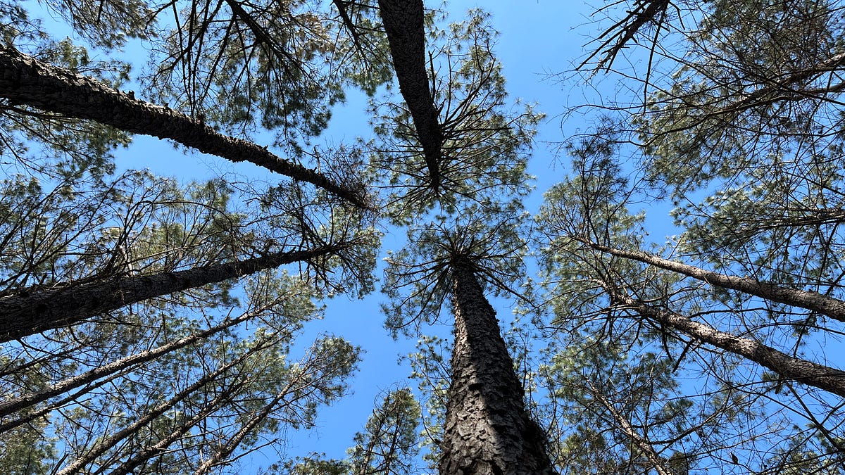 Why Should You Care About the Timber Market?