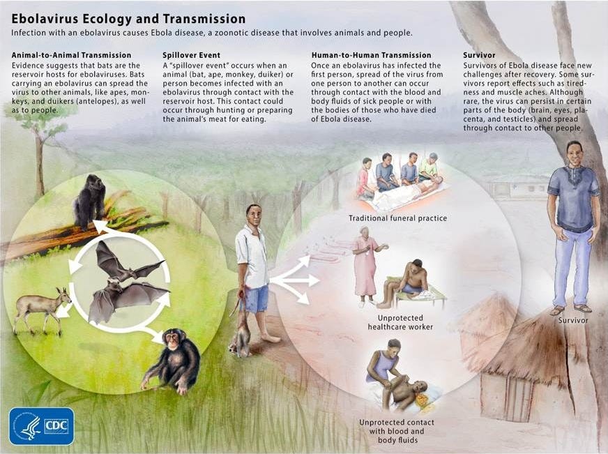 Bats: the pathologization of a pathogen-carrier