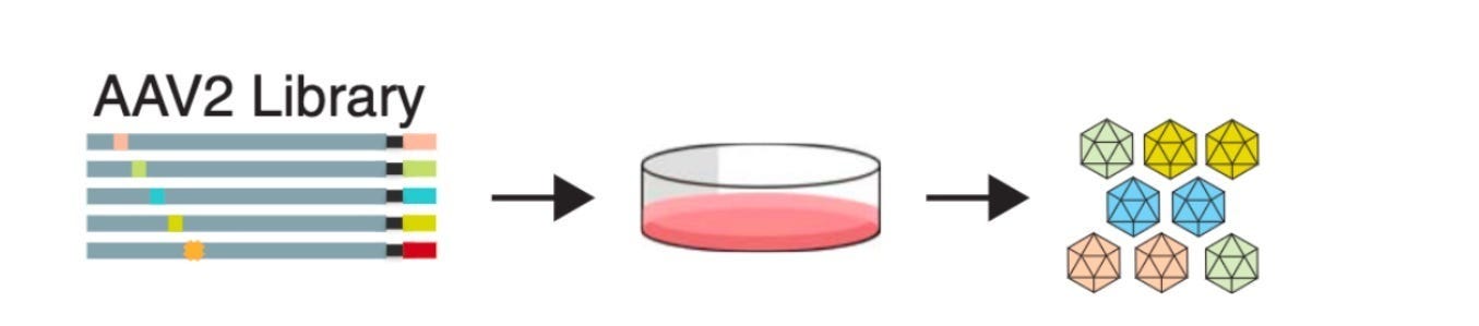 Manifold Bio: Barcoded Biologics - by Elliot Hershberg