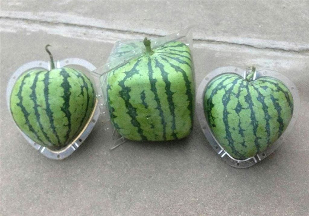 How to Grow Watermelons in Tight Spaces - by Briar Albaugh