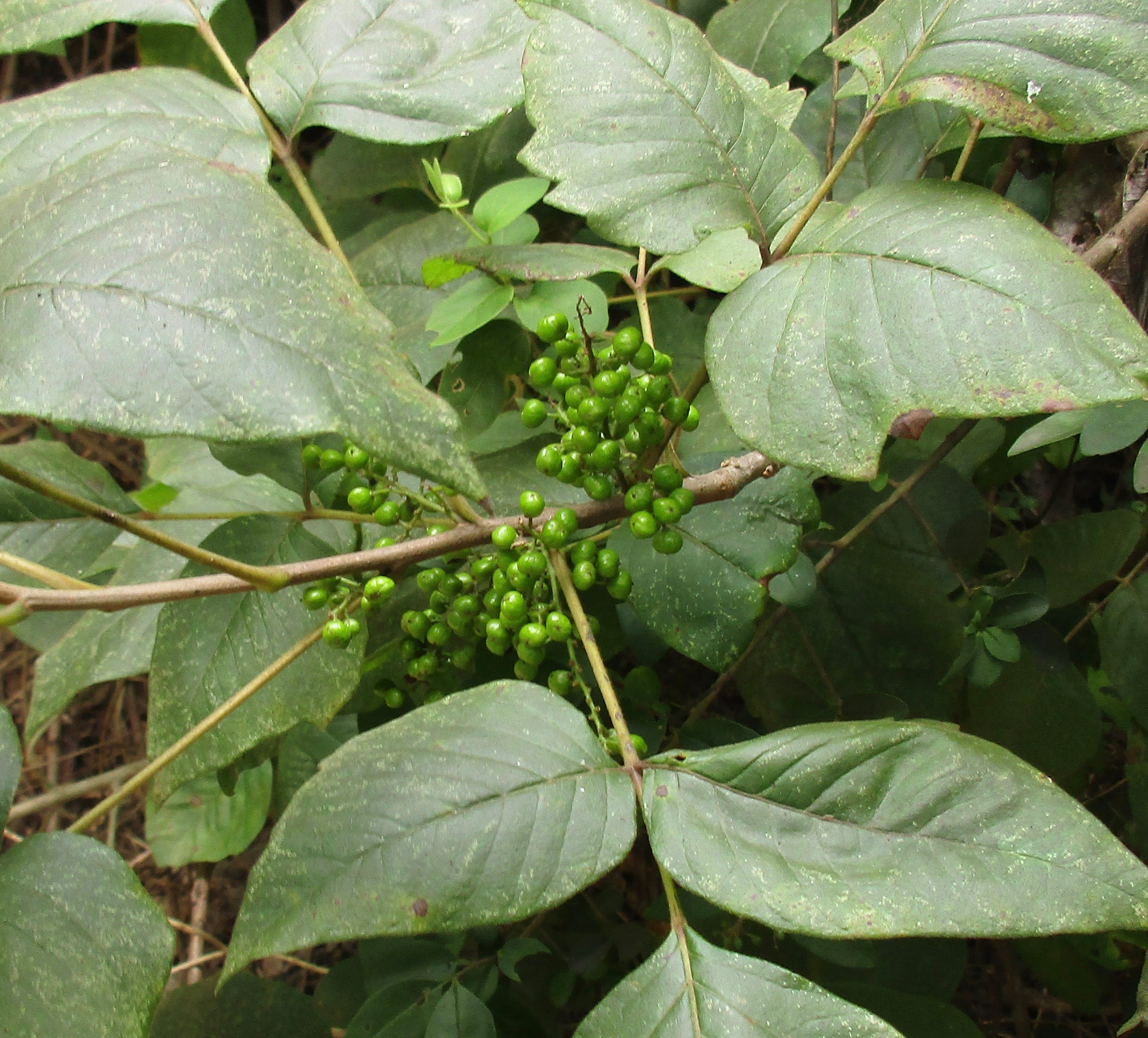 Poison Ivy - Know Thy Enemy: Part 1.