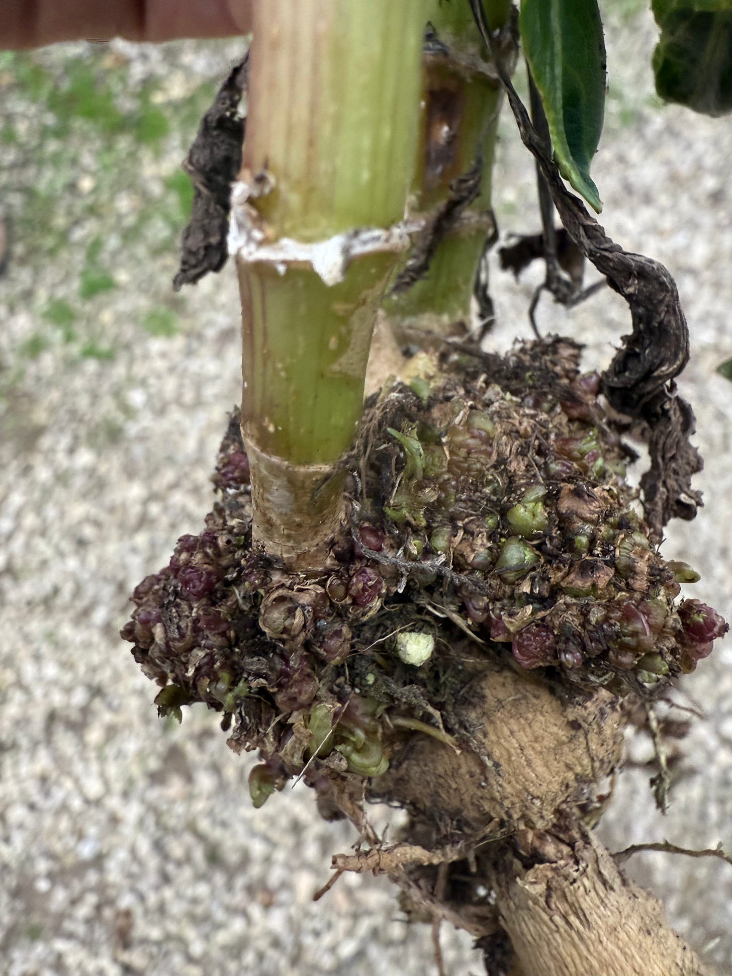 How to spot leafy and crown gall on your dahlias, why it matters and ...
