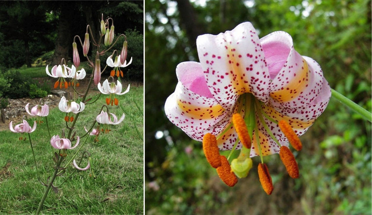 WHEN LILIES BLOOM - by Joe Seals