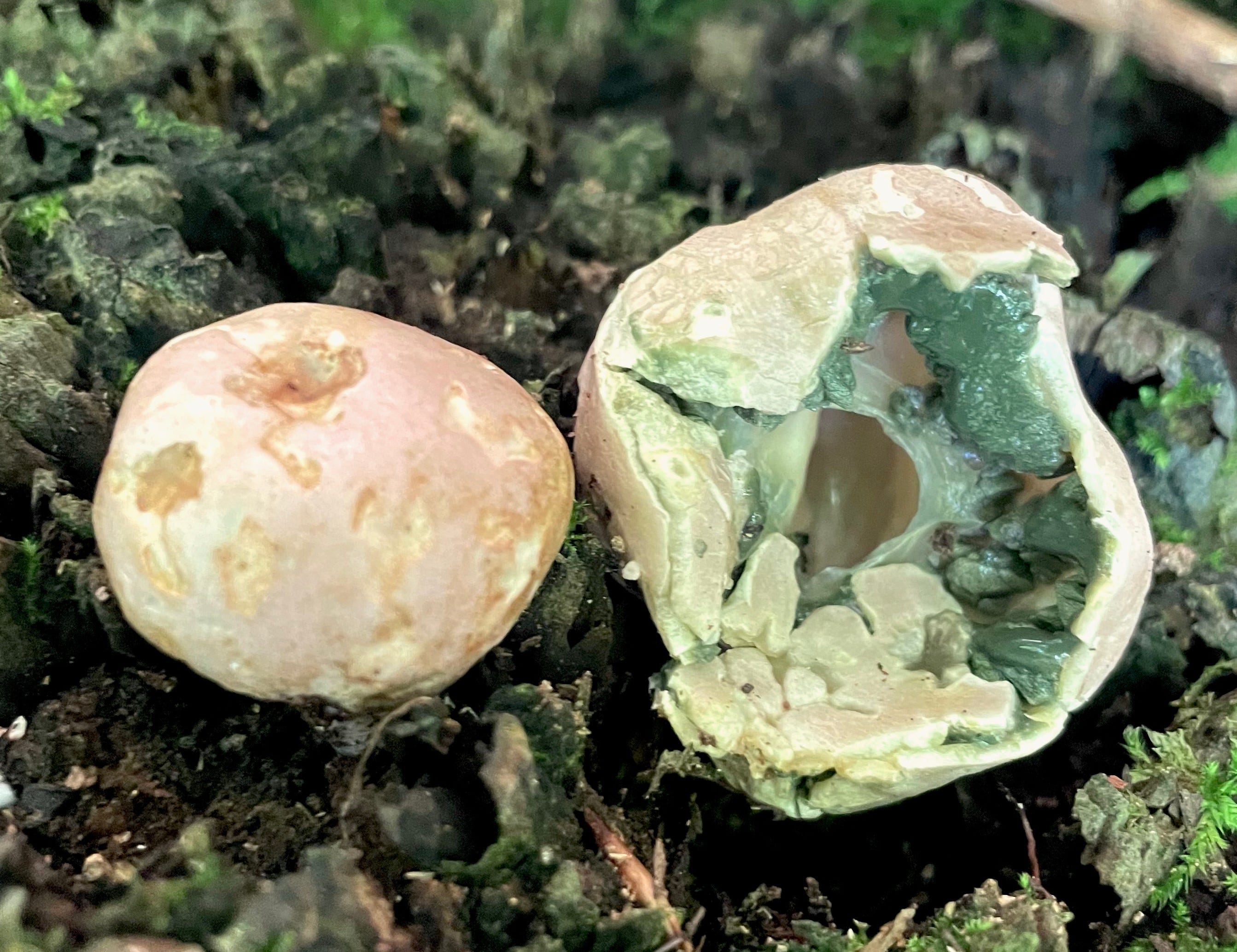 Weird and Wonderful, Strange and SCARY Mushrooms