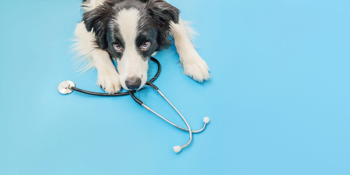 Is Medication Right for Your Pet’s Behavior Problem? Here’s What to Know