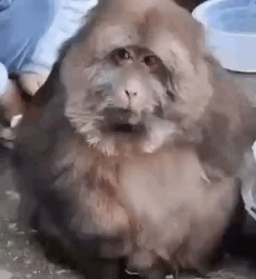 Why Xing Xing the One-Armed Monkey Is My Soul Animal