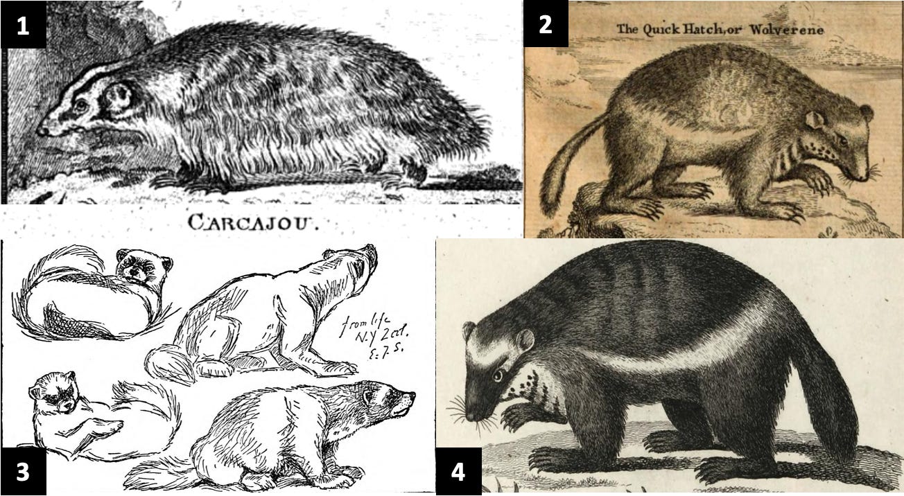 Wolverine: The Creature Most Voracious