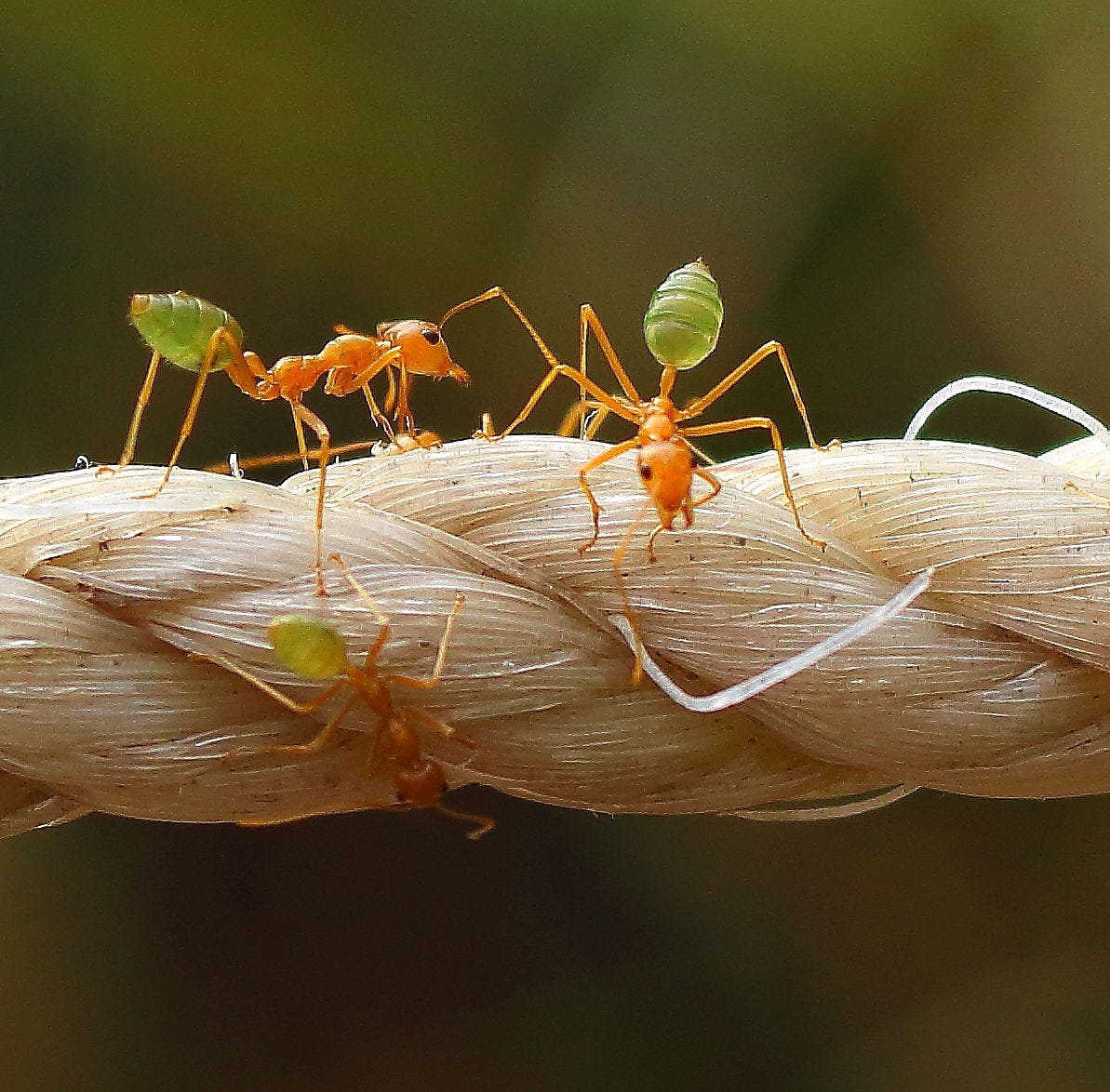 Edible ants from Tropical Australia