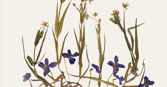 Starhan Garden | Substack