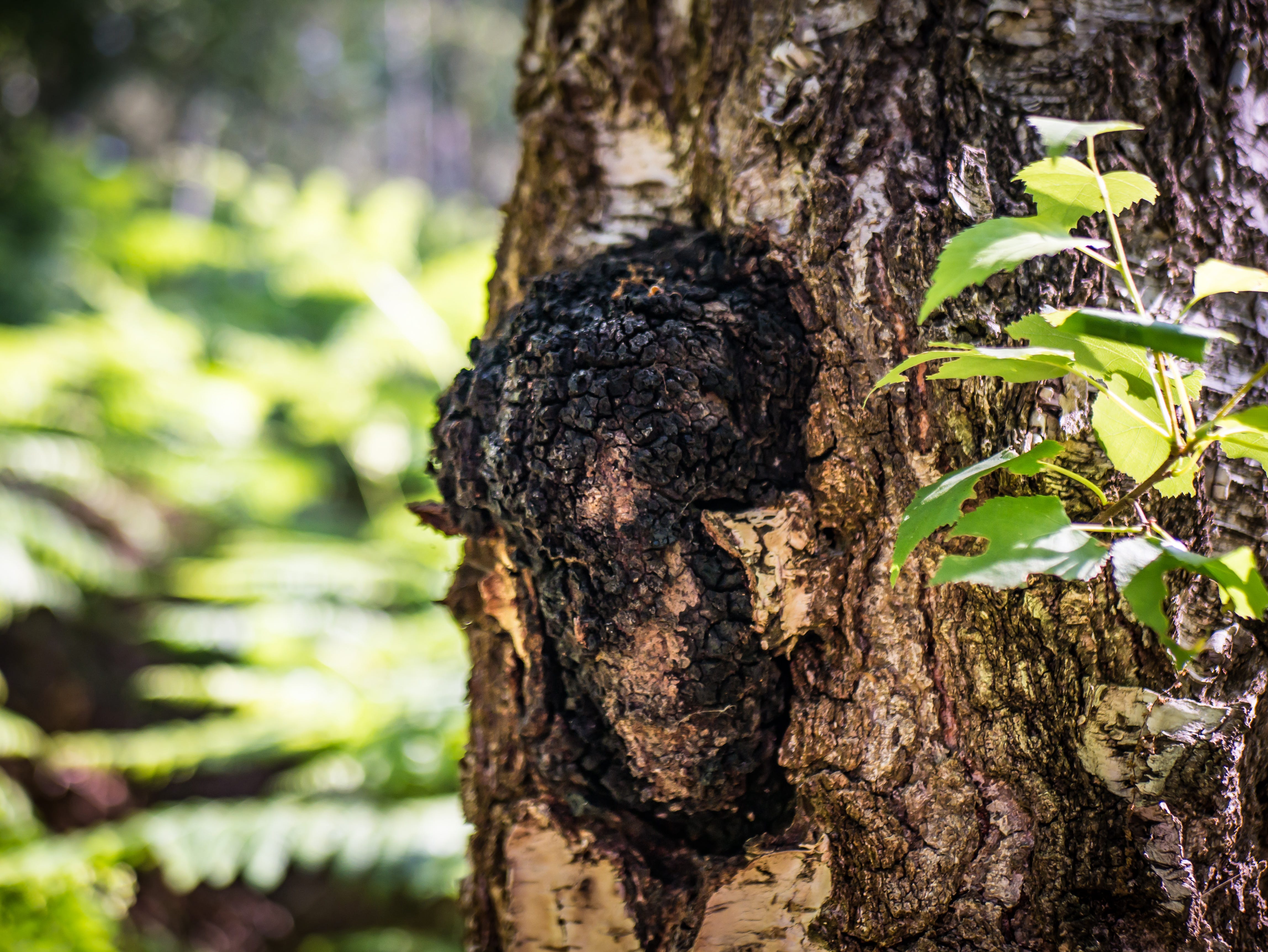 Dossier : Reconnaître et utiliser le Chaga ⚡