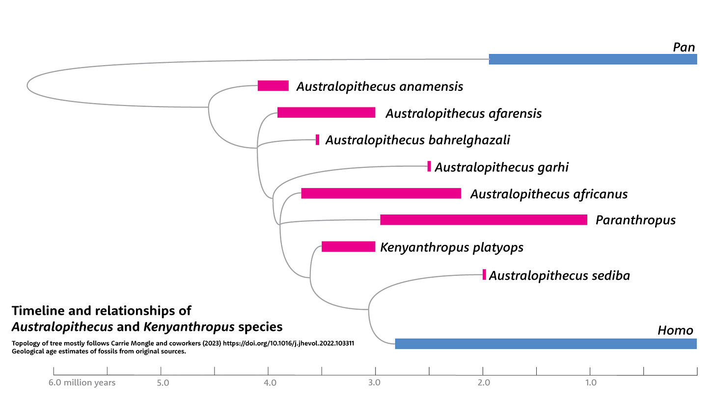 Guide to Australopithecus species - John Hawks