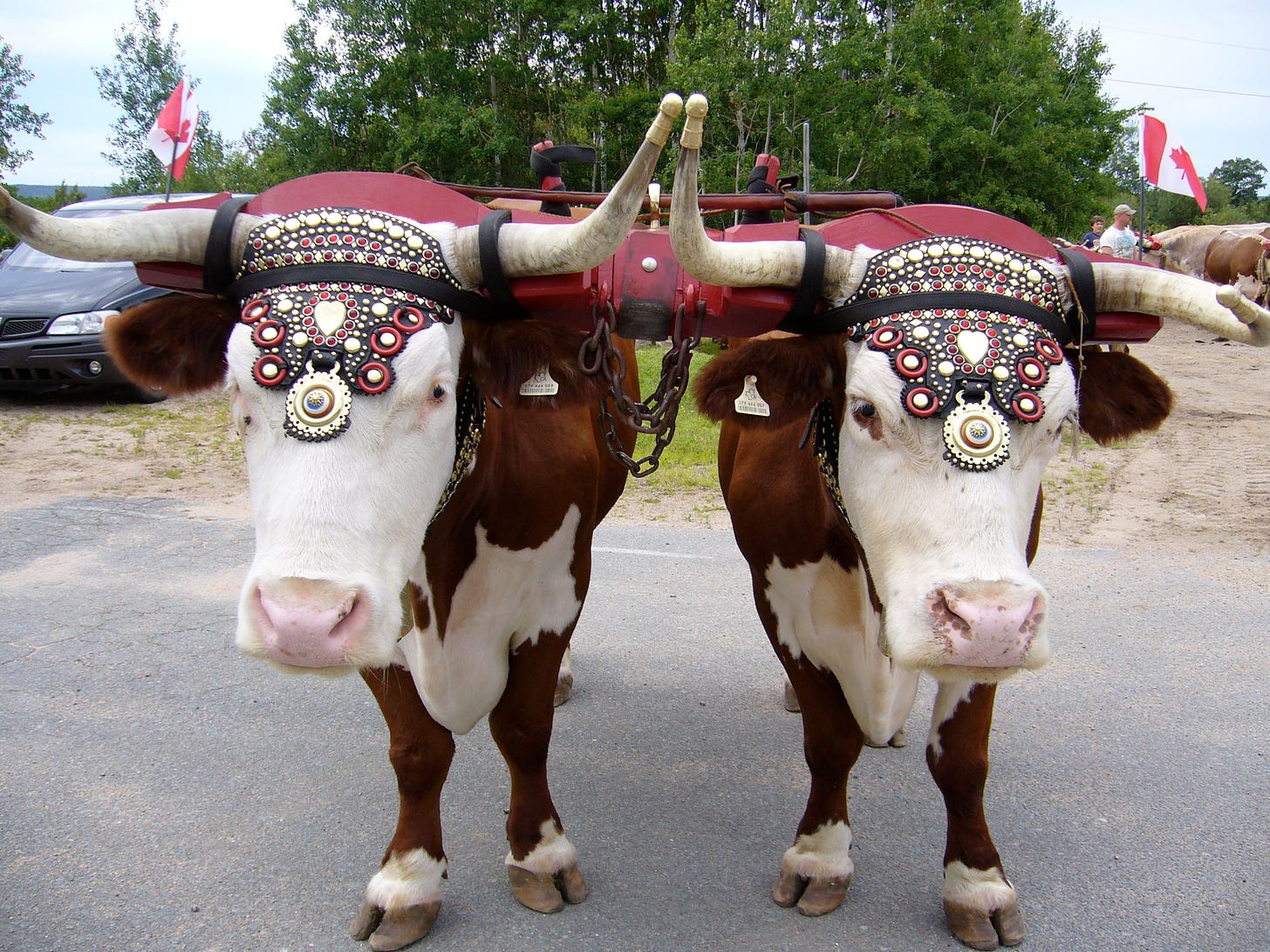 Yokes and Yoking - Cattle Culture
