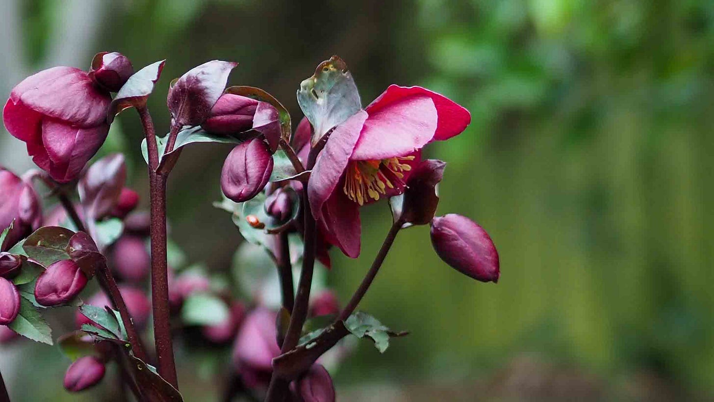 february month flower plant