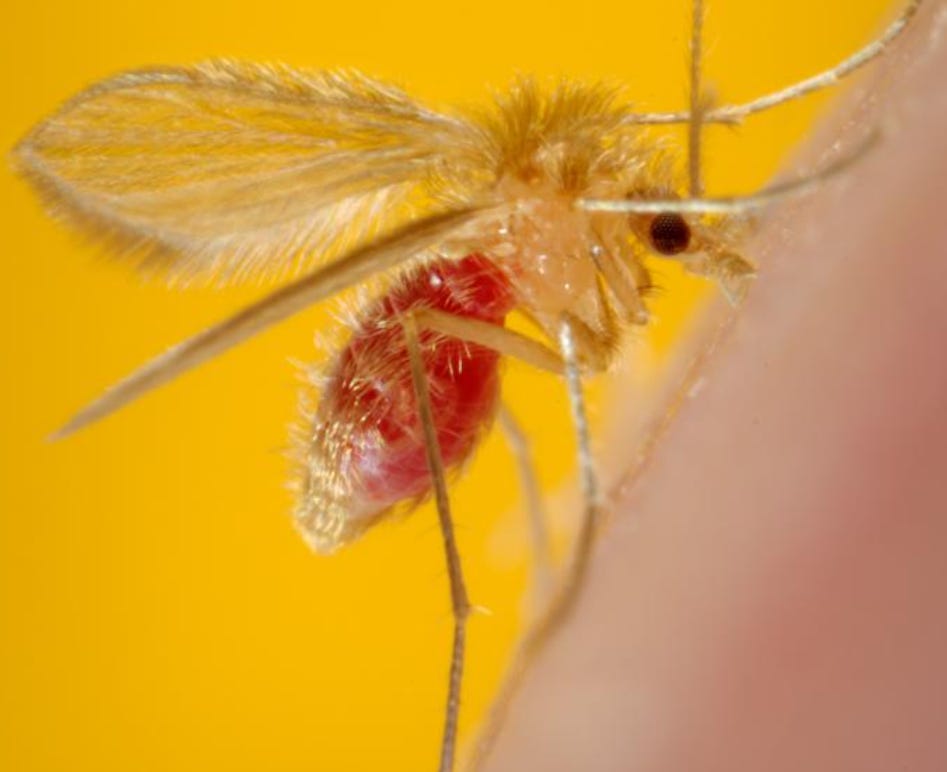 Leishmaniasis in Colombia 2025 - by Robert Herriman