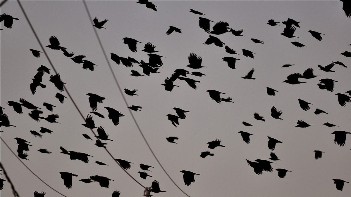 crows flying in large groups