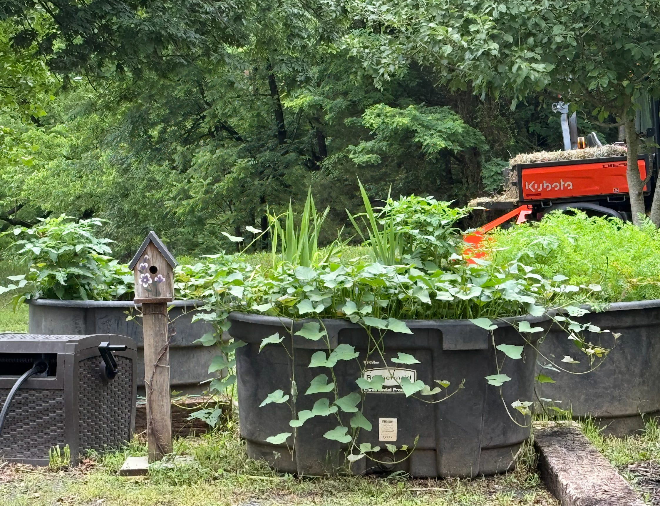 Homesteading: Terrorizing Snakes and Marauding Birds.