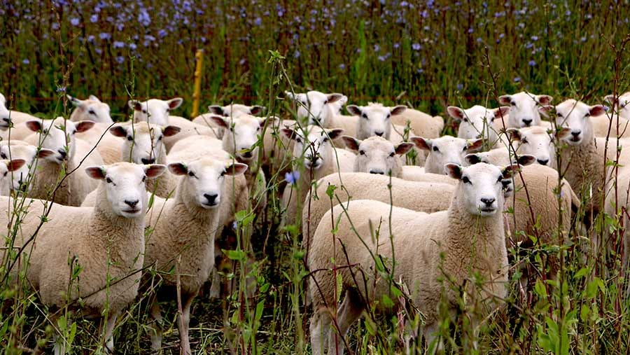 Grazing Types 101 - by Paul & Abby Avery - Flock to Forest