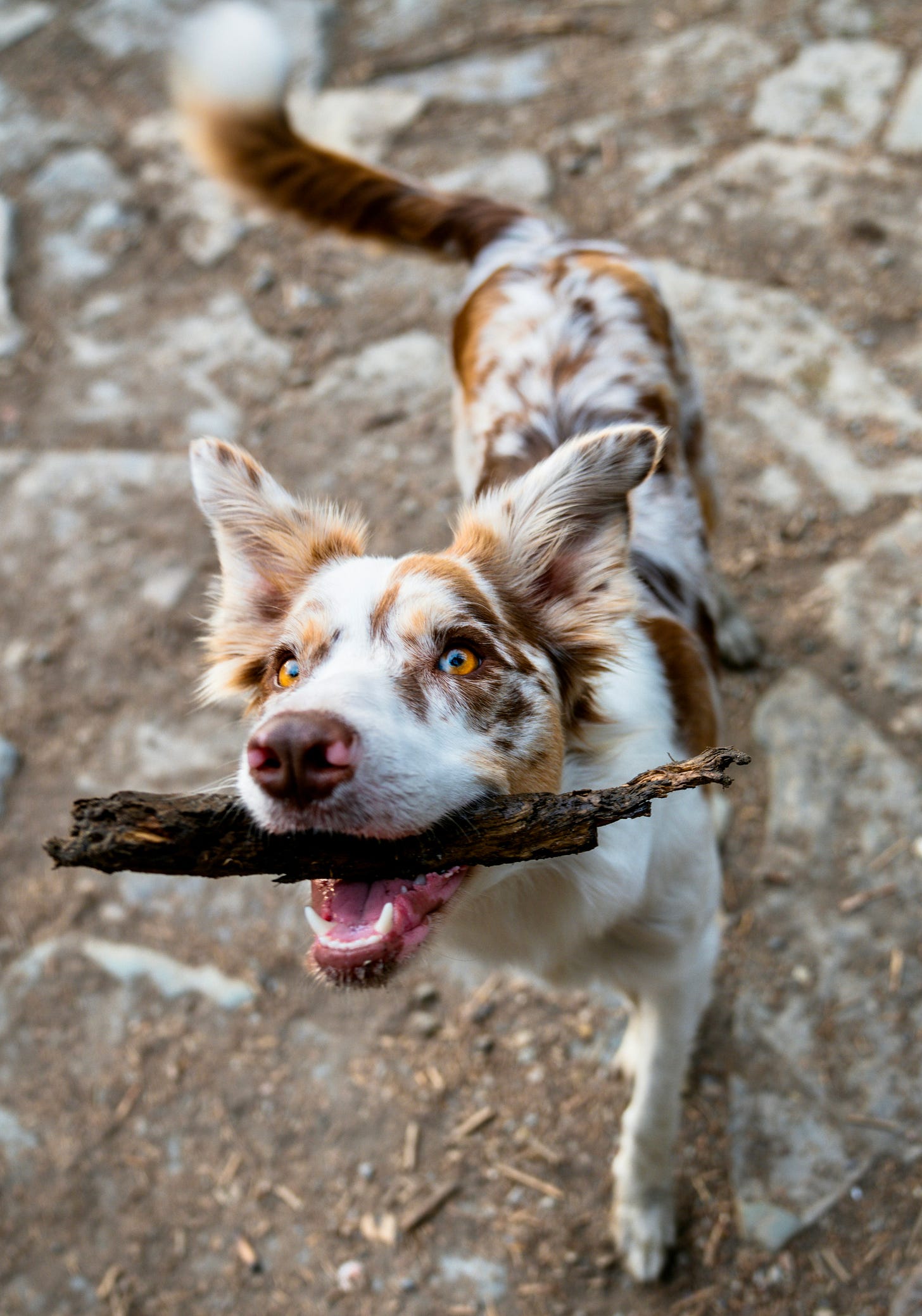 Do Animals Have a Sense of Humor? - The Kind Life