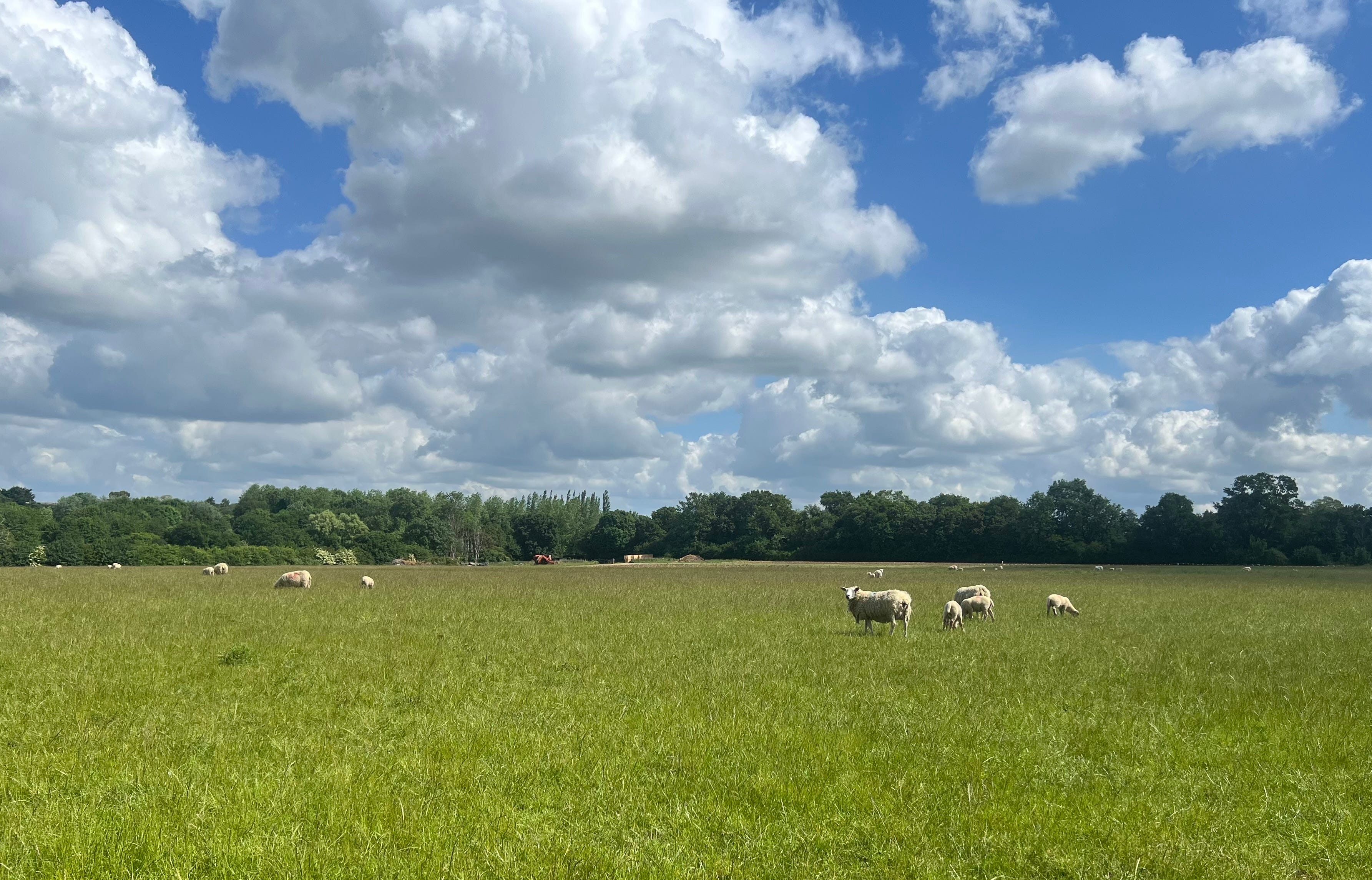 Grazing Types 101 - by Paul & Abby Avery - Flock to Forest