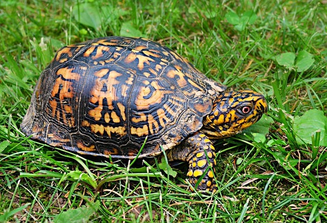 On Autism, Turtles, and Education - by Mary Pezzulo