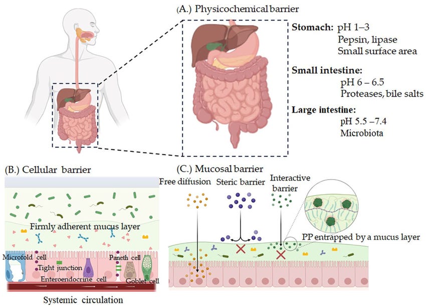 A Brief History of Oral Peptides - Sean Geiger