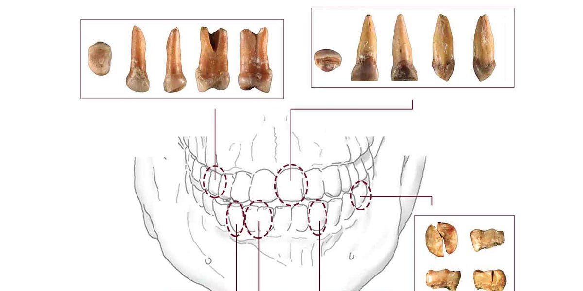An possible ancestor of Homo floresiensis from the Middle Pleistocene ...