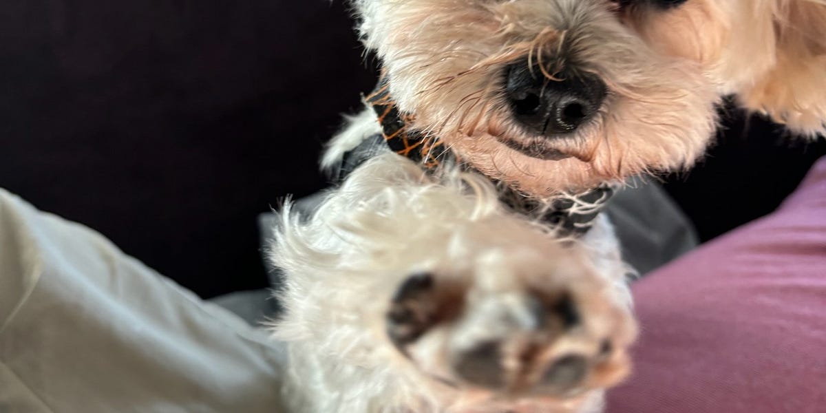 RIP Meimei. Saying goodbye to the family's best friend.