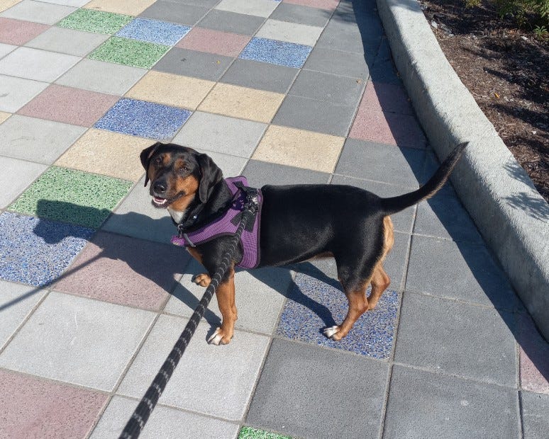 Does your pet have an ASPCA Pet Safety Pack?