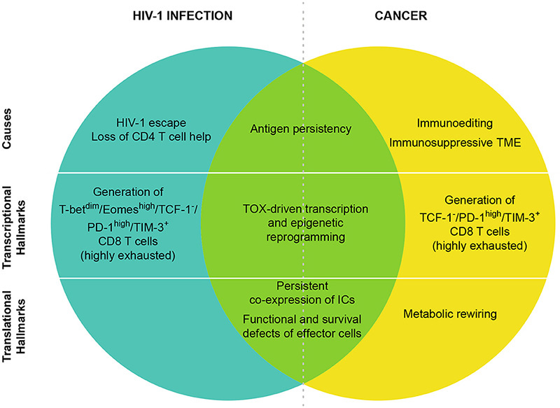 Cancer, HIV and the Spike Protein: Persistent Antigen Exposure and ...