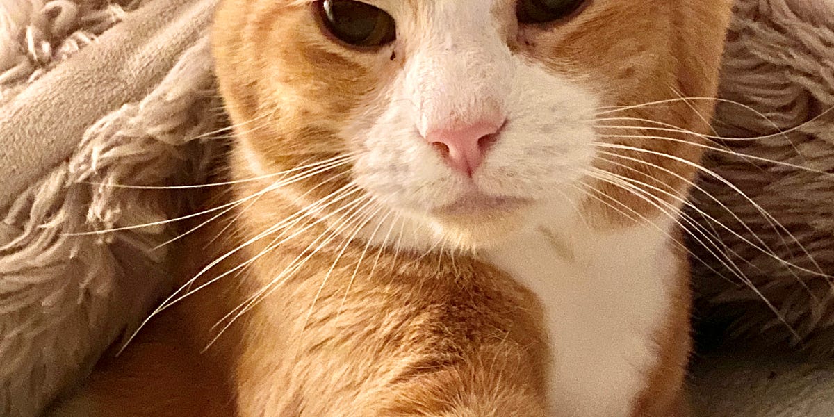 I Gained Half a Pound and Honestly...You're Welcome