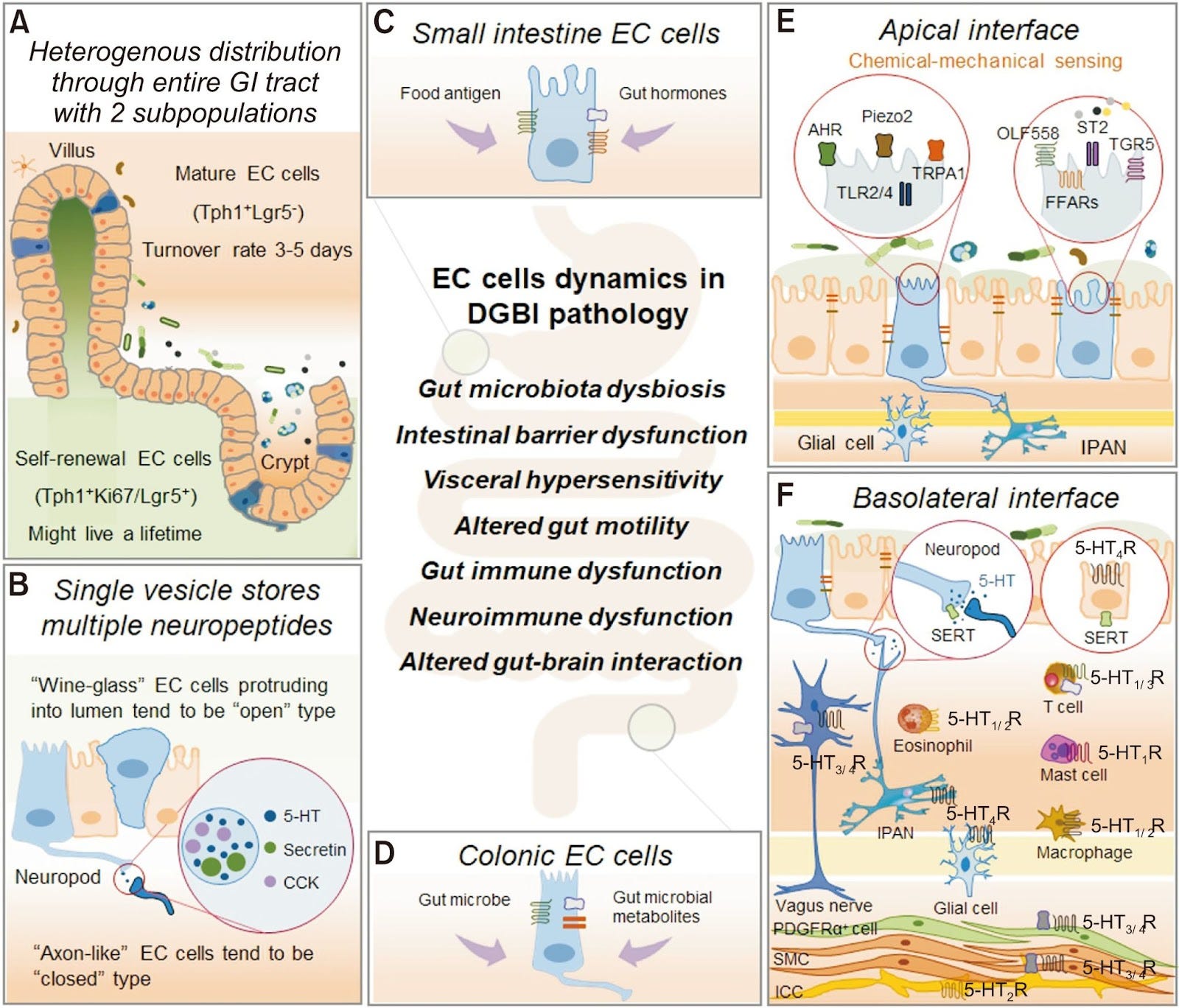 Decoding Digestive Dysfunctions - by SB Divya