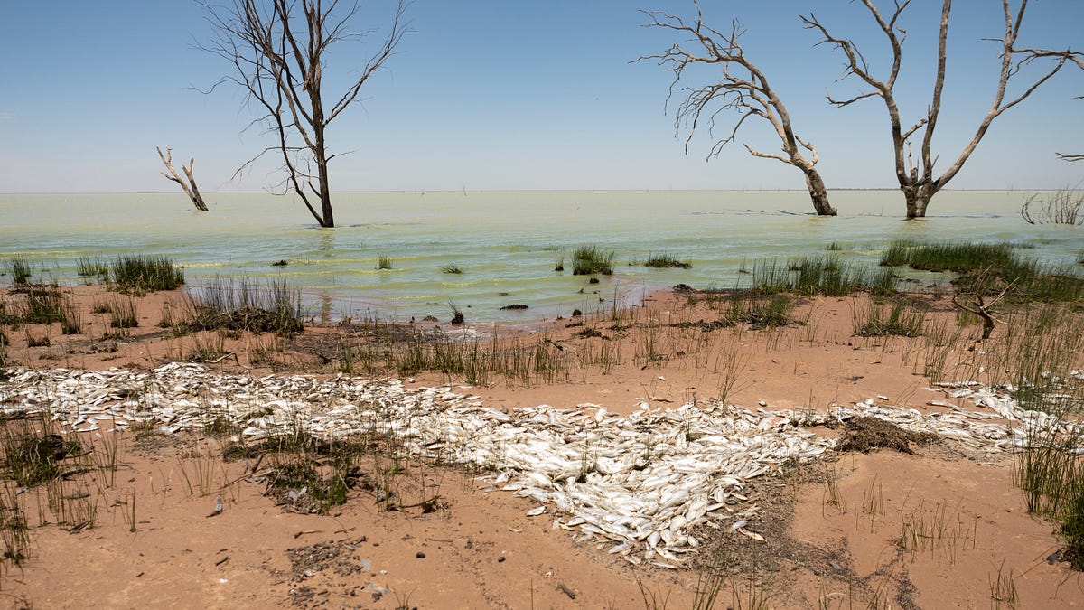 Another fish kill at Menindee Lakes after Unprecedented Heatwave ...